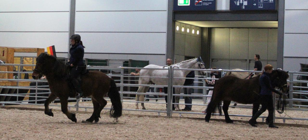 Vielfalt Islandpferd auf der Partner Pferd 2017 in Leipzig | Haselhof